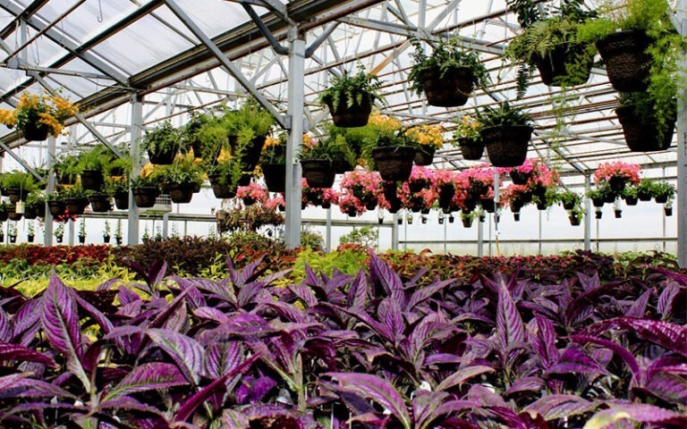 Greenhouse – Culver’s Lawn & Landscape | Garden Center & Greenhouse
