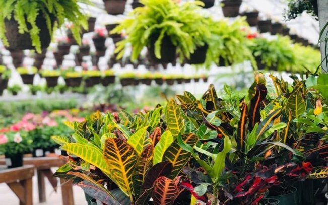 Greenhouse – Culver’s Lawn & Landscape | Garden Center & Greenhouse