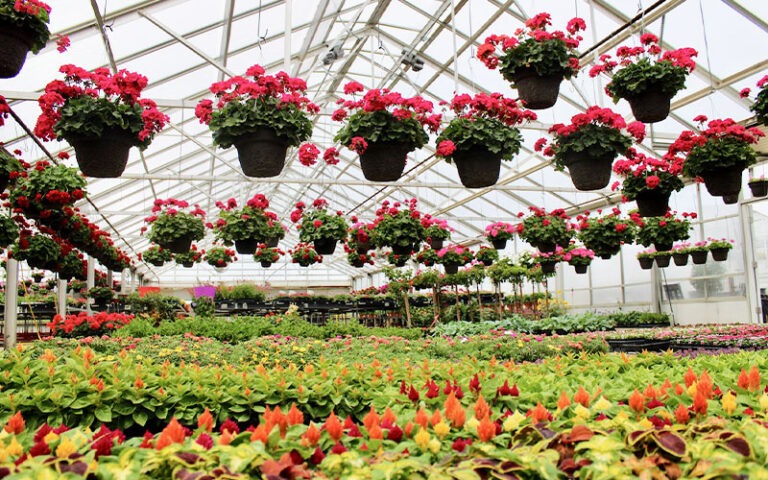 Greenhouse – Culver’s Lawn & Landscape | Garden Center & Greenhouse