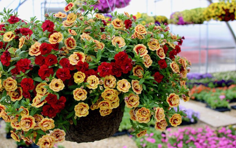 Greenhouse – Culver’s Lawn & Landscape | Garden Center & Greenhouse